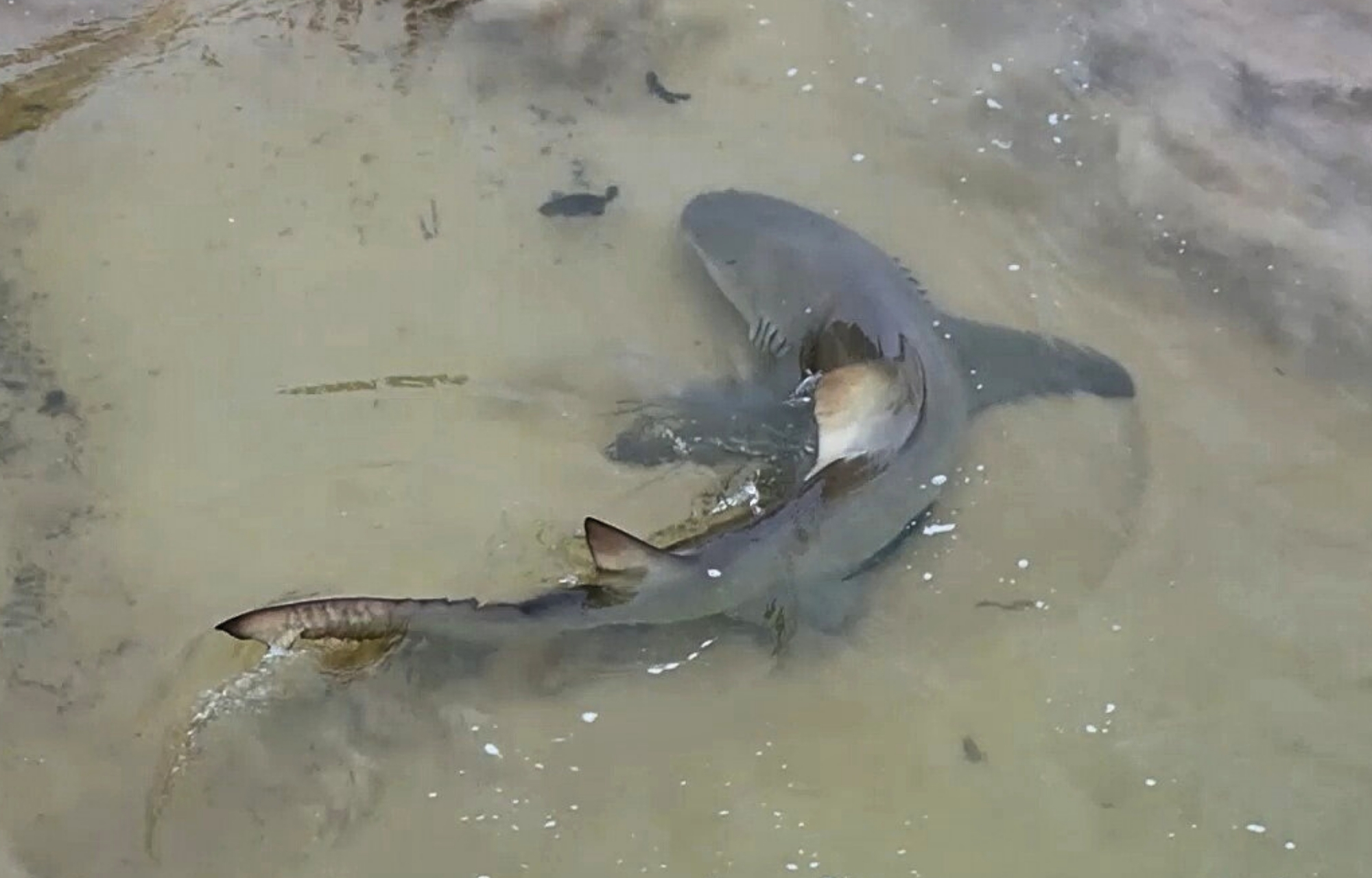 El Tibur n lim n Es Registrado Depredando Un Pez Invasor De Agua Dulce El Tibur n lim n Es Registrado Depredando Un Pez Invasor De Agua Dulce