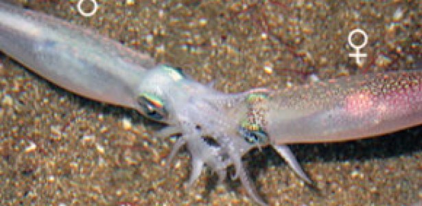Details of cephalopod mollusk reproduction revealed
