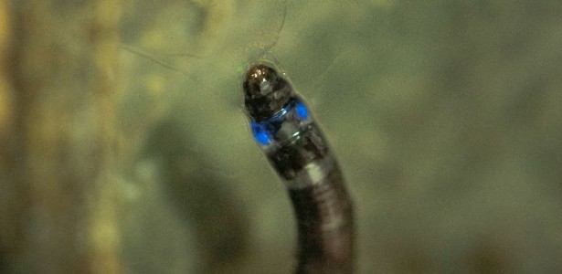 First South American insect that emits blue light is discovered