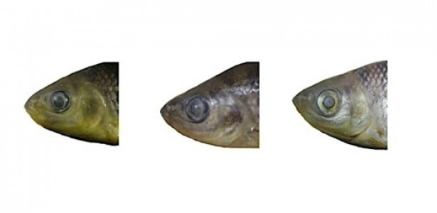 Environmental factors influence fish morphology and behavior