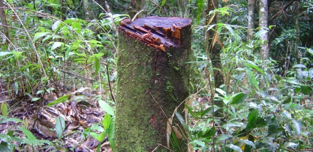 Study quantifies impact of human activity on Atlantic Rainforest’s ...