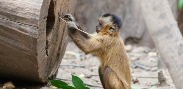 Capuchin monkeys that spend more time on the ground use tools in more ...