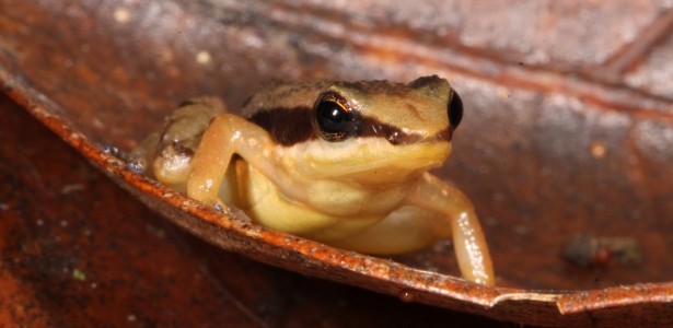 ADN histórico y de poblaciones actuales revela que las especies de rana ...
