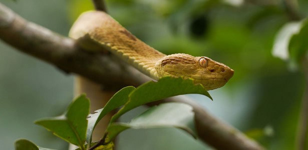The complete genome of the golden lancehead reveals how genes ...